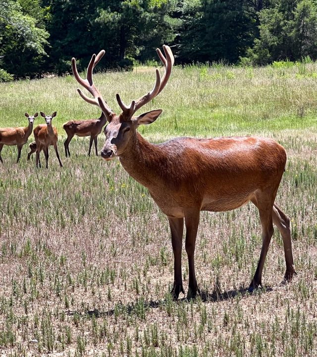 Animals - The Killebrew Ranch